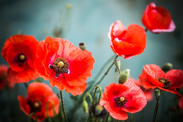 There s A Right Way To Wear A Poppy TheSpec