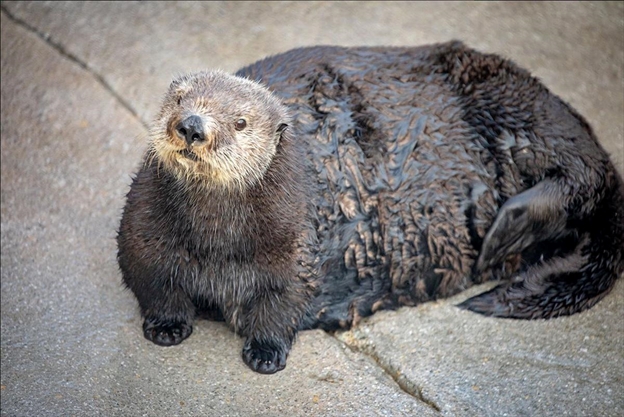 Opinion | Otters and fat shaming, the peak of 2018 | TheSpec.com